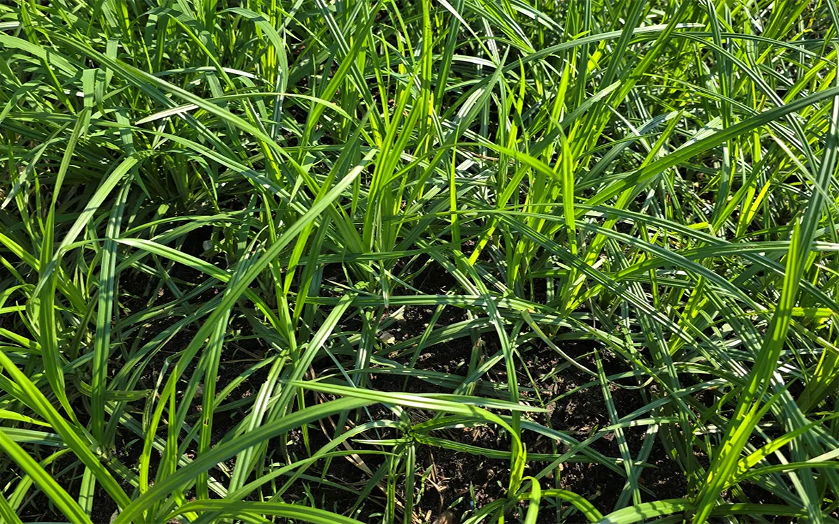 How to Get Rid of Yellow Nutsedge Organically - Gulf Coast Gardening